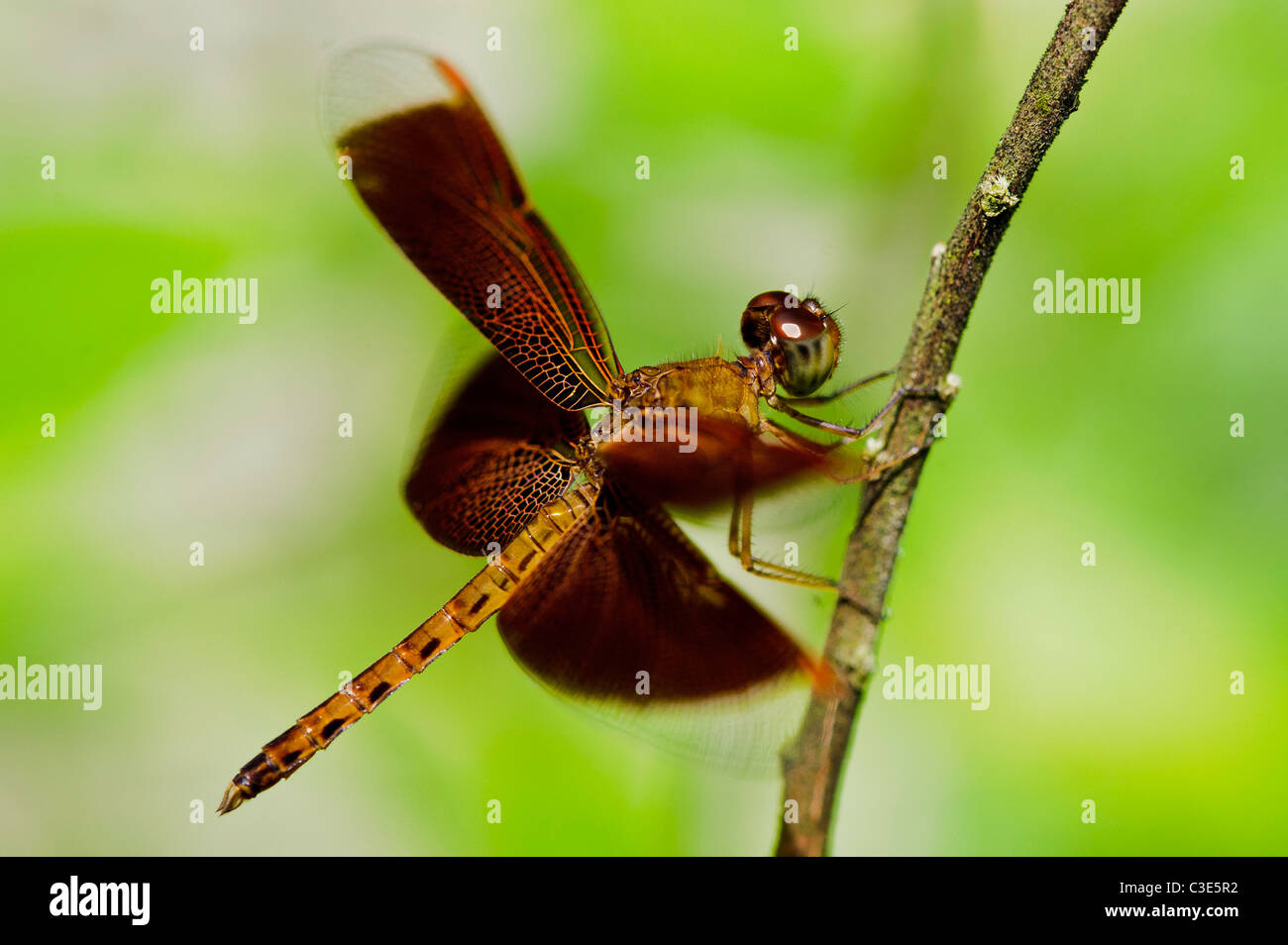 Asian dragonfly hi-res stock photography and images - Alamy