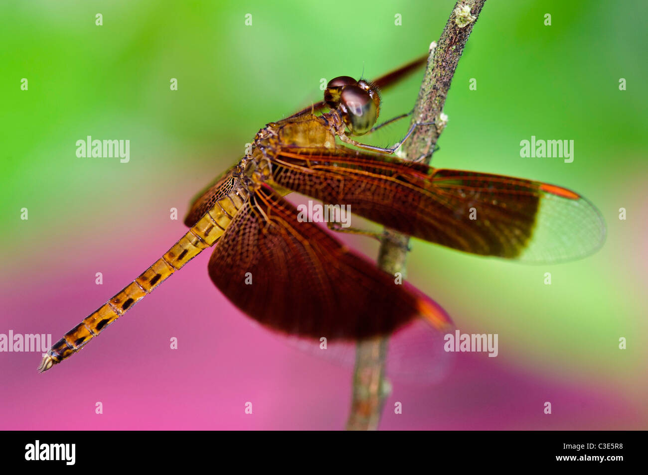 Red Grasshawk Dragonfly Stock Photo - Alamy