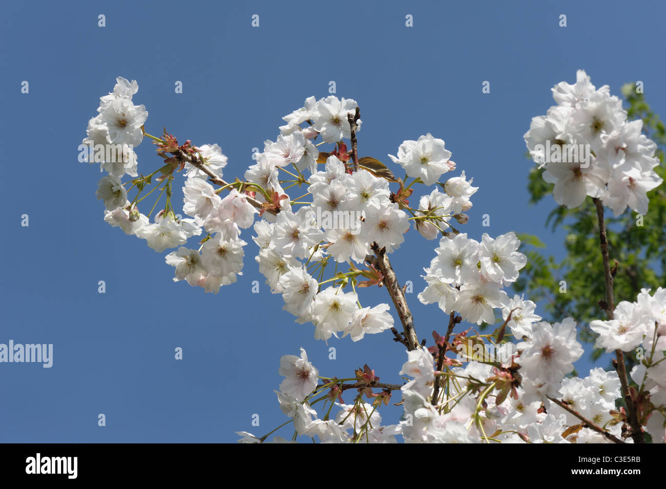 Flowers on an ornamental cherry tree Prunus Shizuka or Fragrant Cloud ...