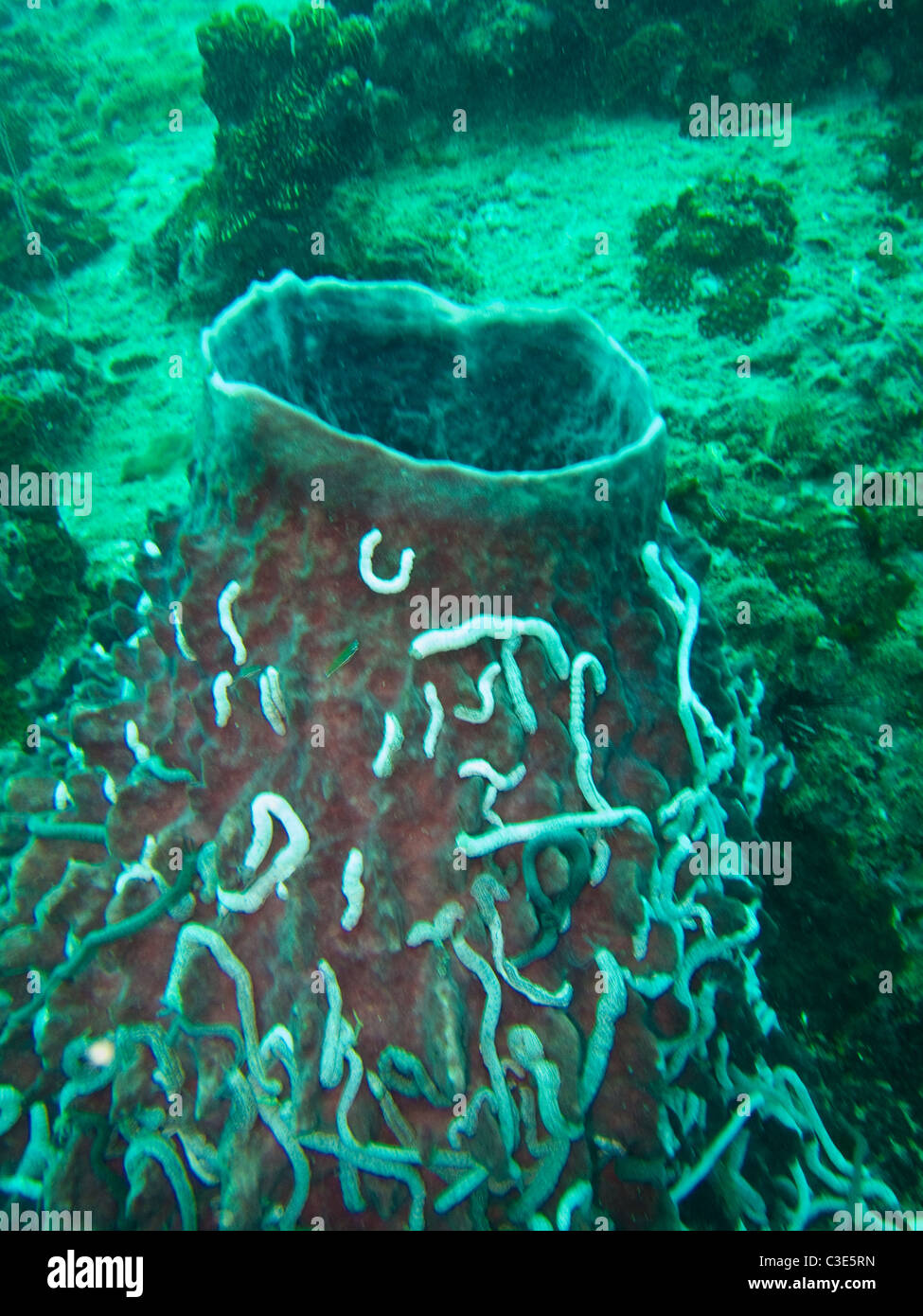 Seaworms hi-res stock photography and images - Alamy