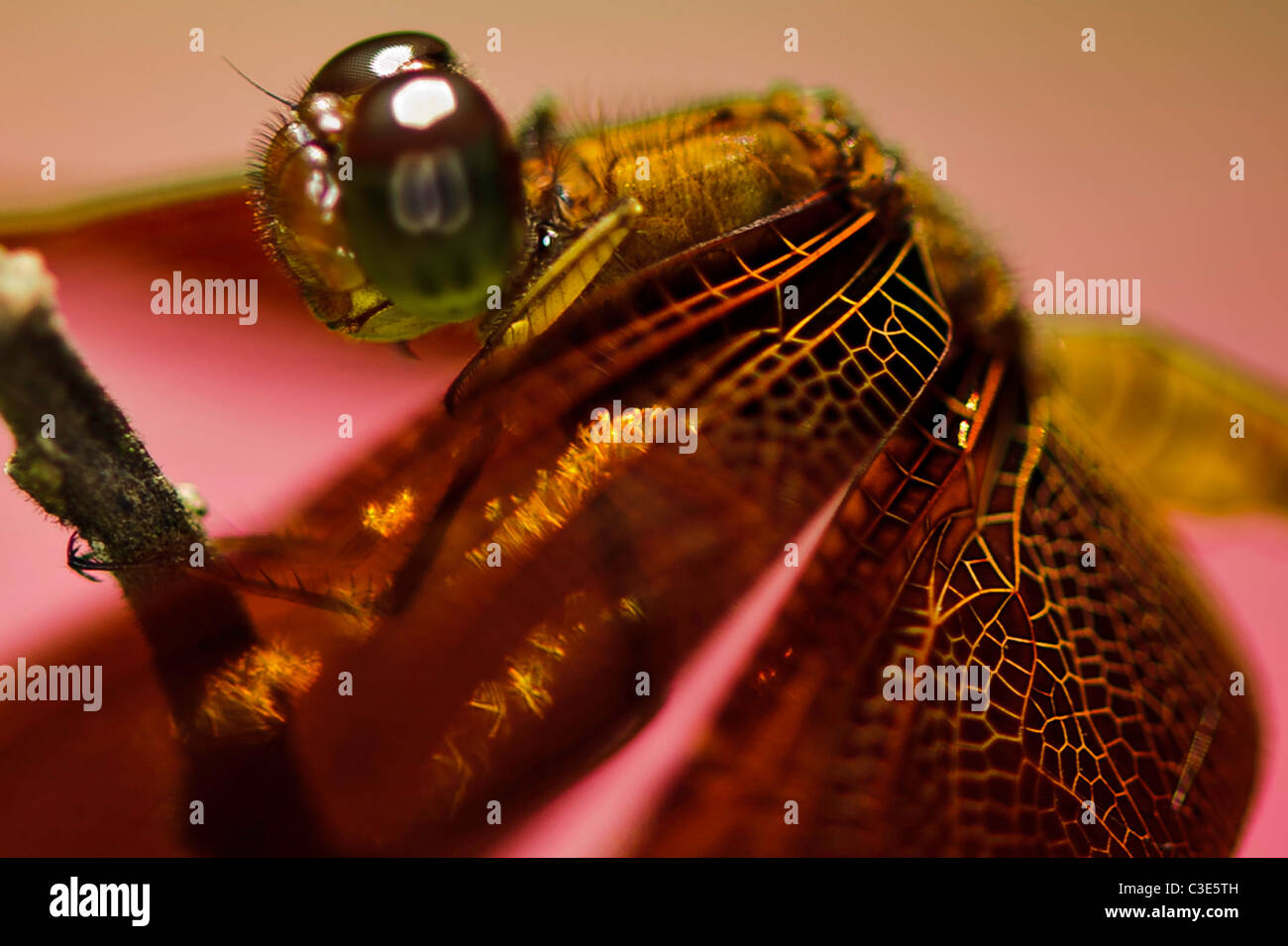 Red Grasshawk Dragonfly Stock Photo - Alamy