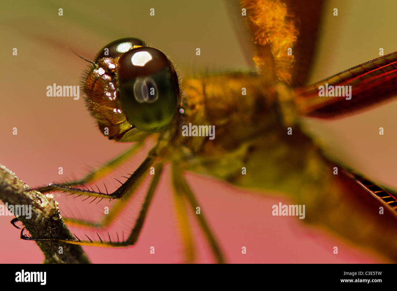 Asian dragonfly hi-res stock photography and images - Alamy