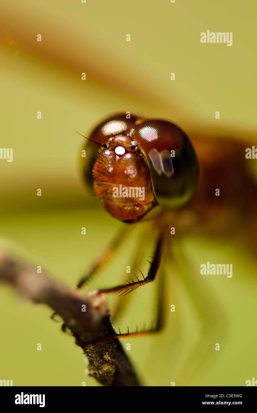 Red Grasshawk Dragonfly Stock Photo - Alamy