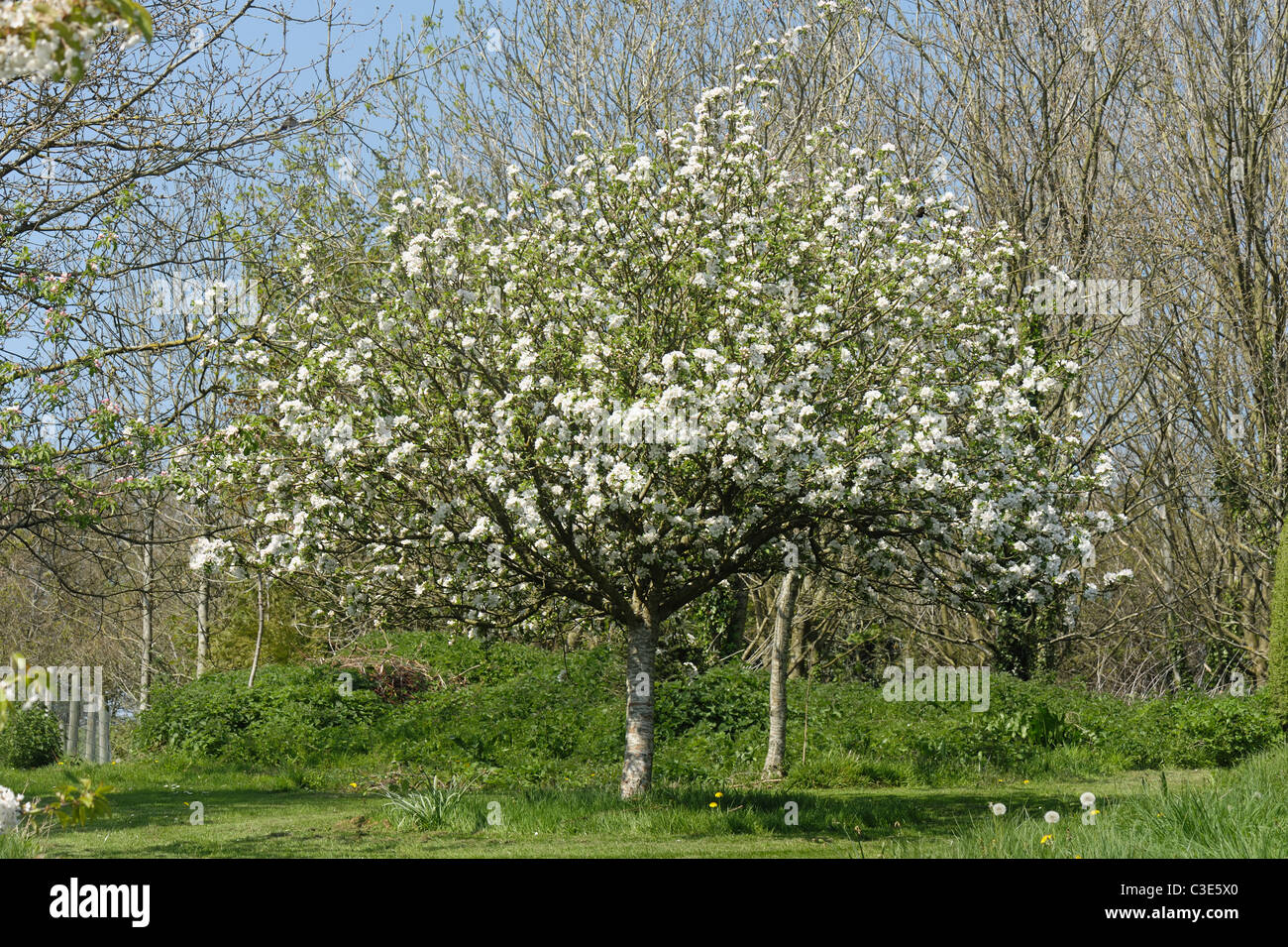 A Discovery apple tree in full flower in spring, Devon Stock Photo - Alamy