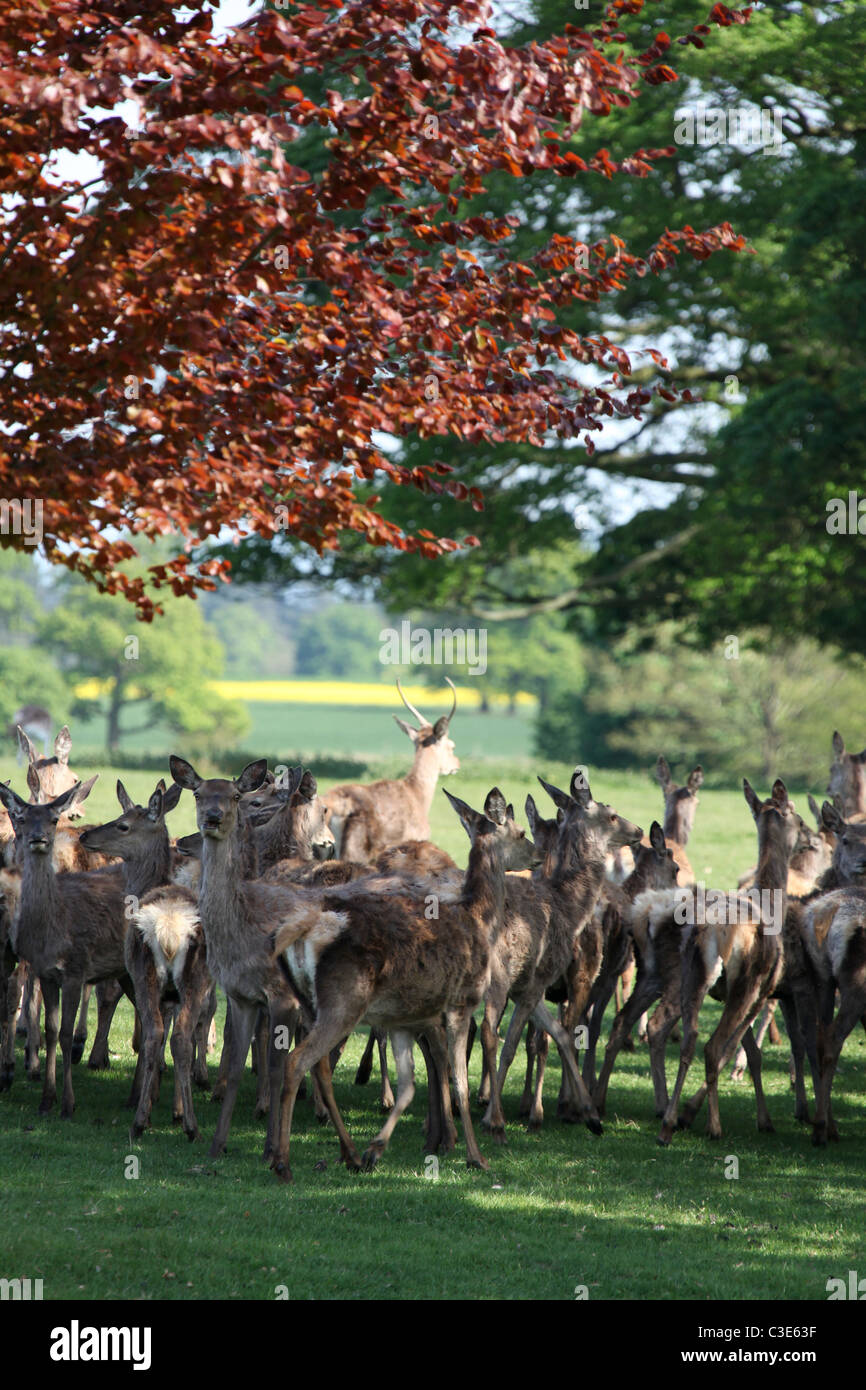 Estate of Tatton Park, England. Spring view of a deer herd with molting ...