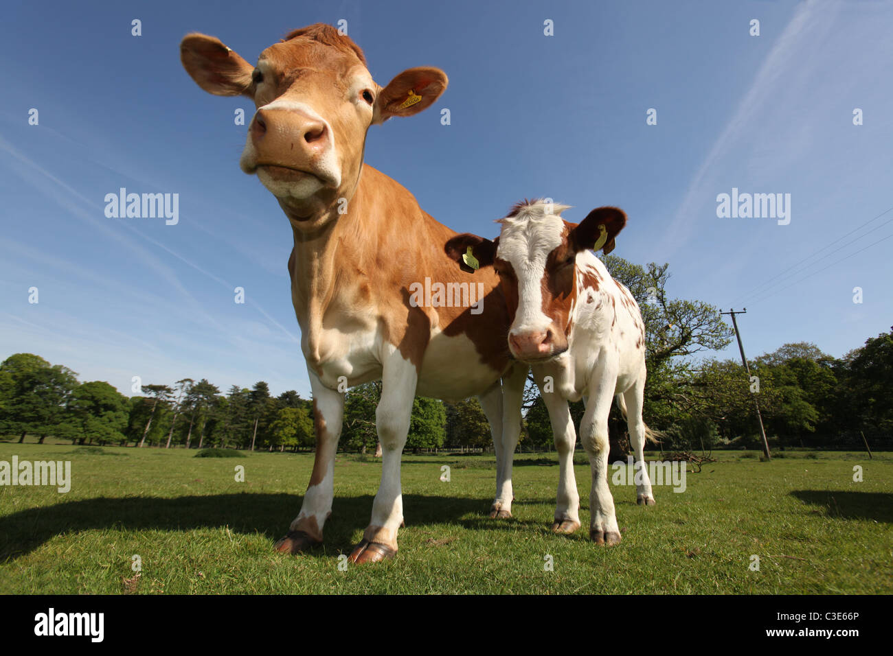 Estate of Tatton Park, England. Close up wide angle view of cows at ...