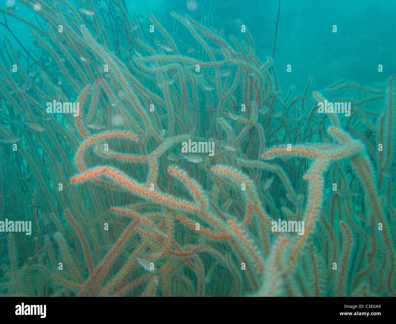 Microfish hi-res stock photography and images - Alamy