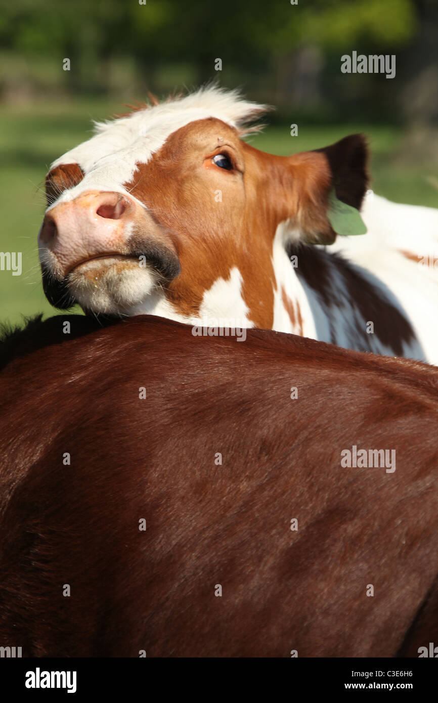 Estate of Tatton Park, England. Cattle herd at Tatton Park Home Farm ...