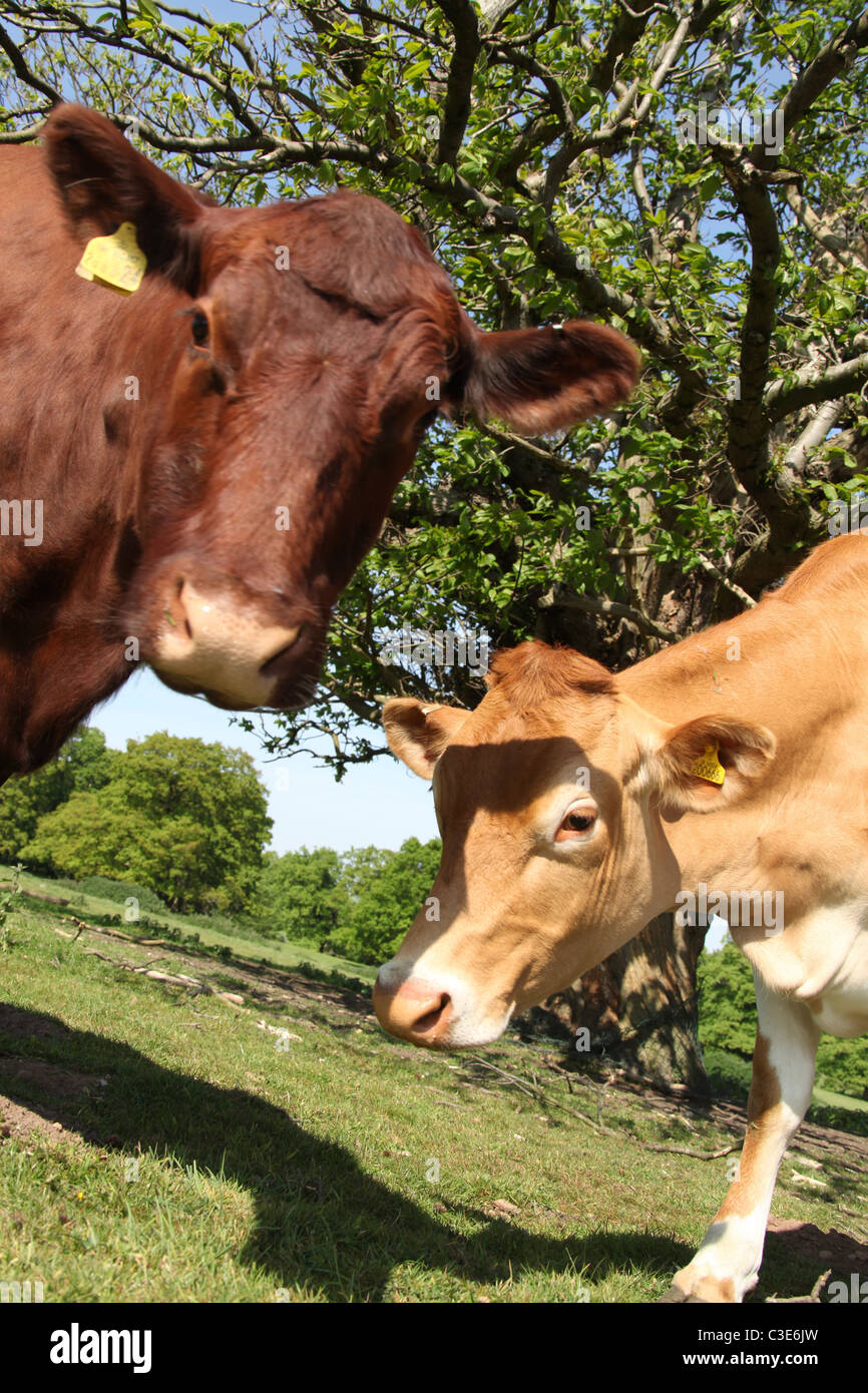 Red poll cow hi-res stock photography and images - Alamy