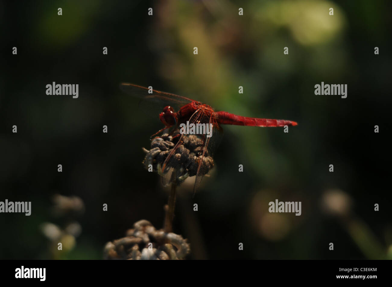 red dragonfly, insect, nature, flowers, garden Stock Photo - Alamy