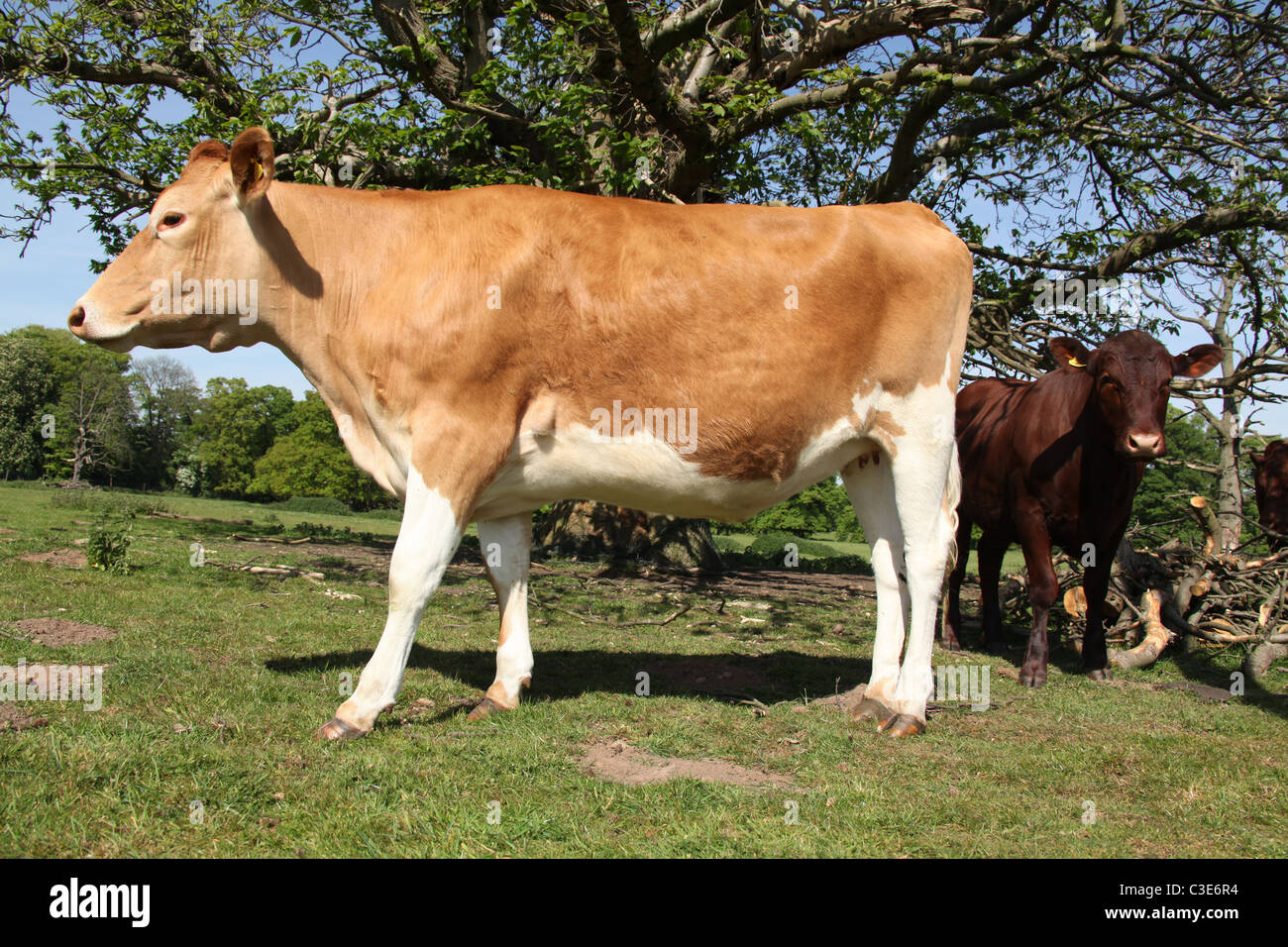 Estate of Tatton Park, England. Guernsey and Red Poll cattle at Tatton ...