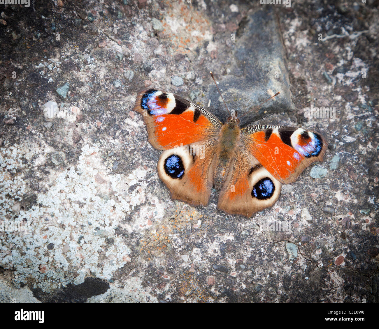 Butterfly imago hi-res stock photography and images - Alamy