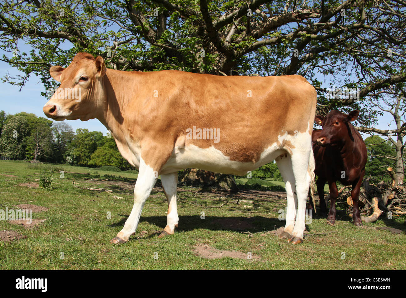 Guernsey Cattle