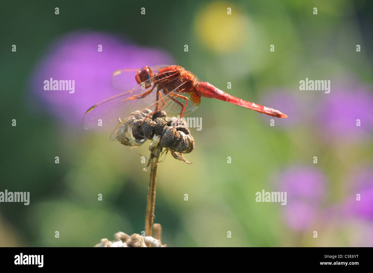 Insect red dragonfly hi-res stock photography and images - Alamy