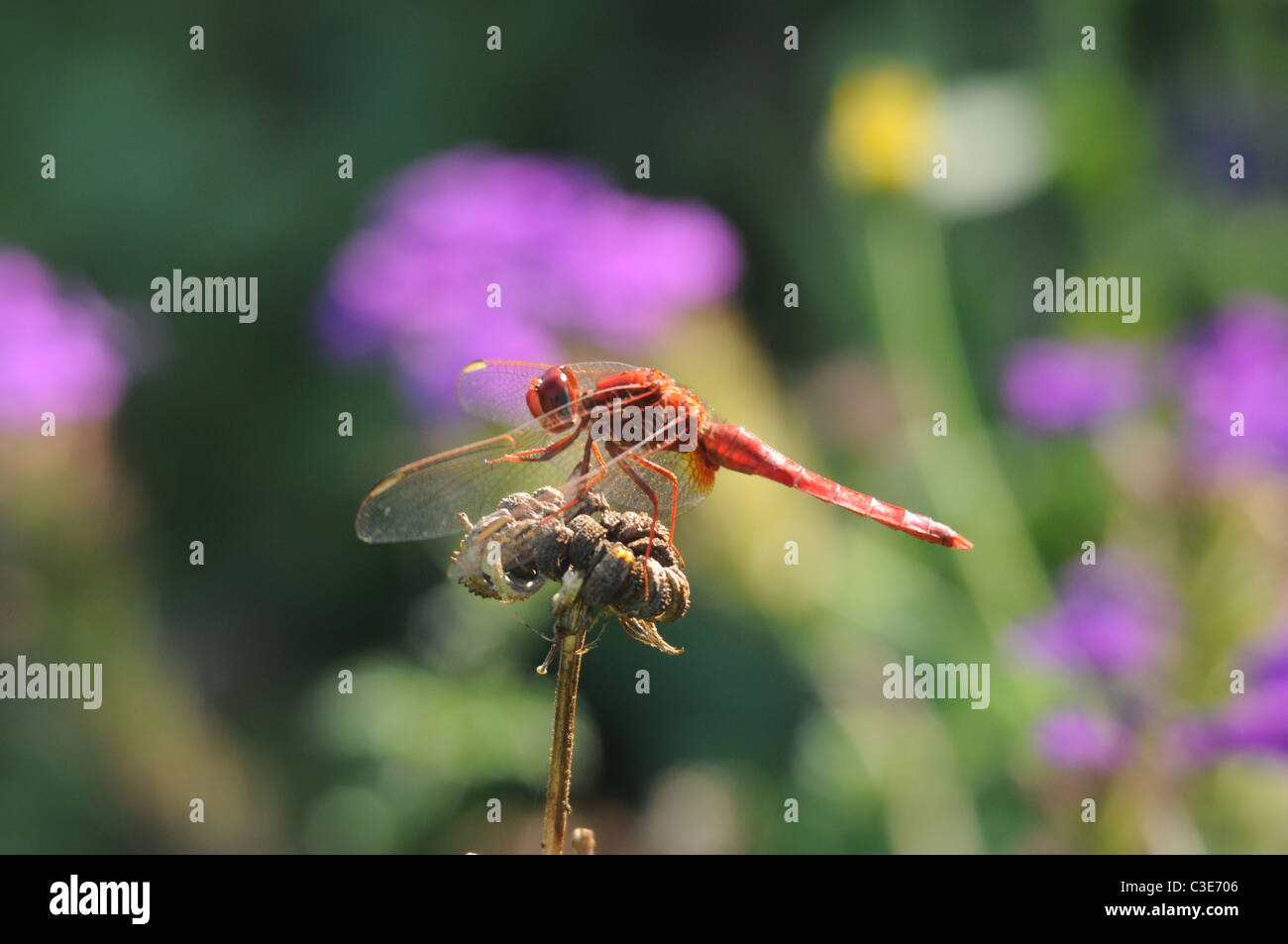 Insect red dragonfly hi-res stock photography and images - Alamy