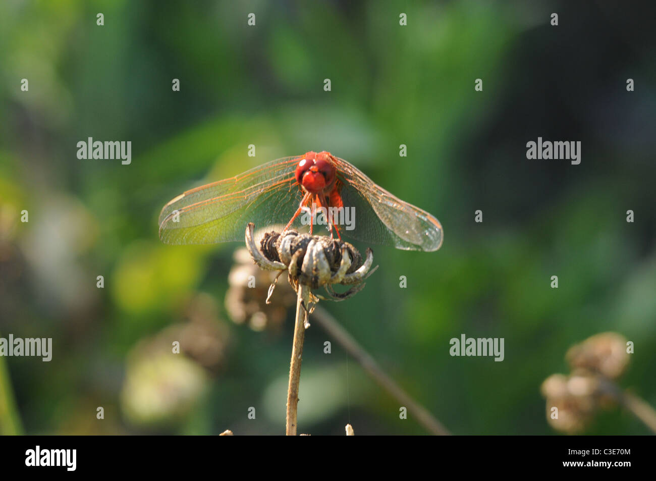Insect red dragonfly hi-res stock photography and images - Alamy