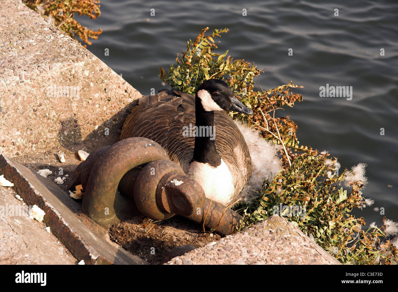 Goose bay canadian hi-res stock photography and images - Alamy