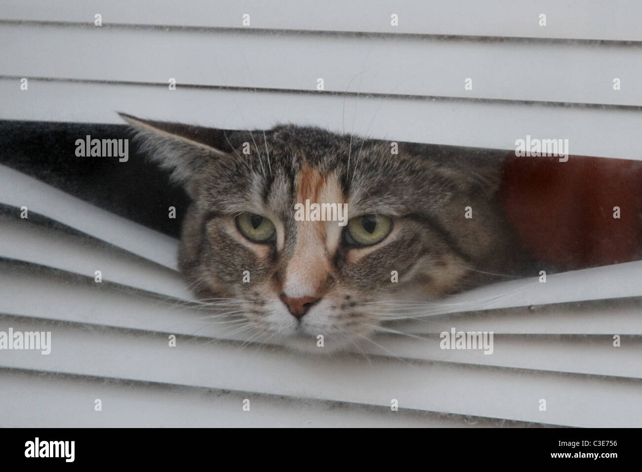 Kitty Looking outside Stock Photo - Alamy