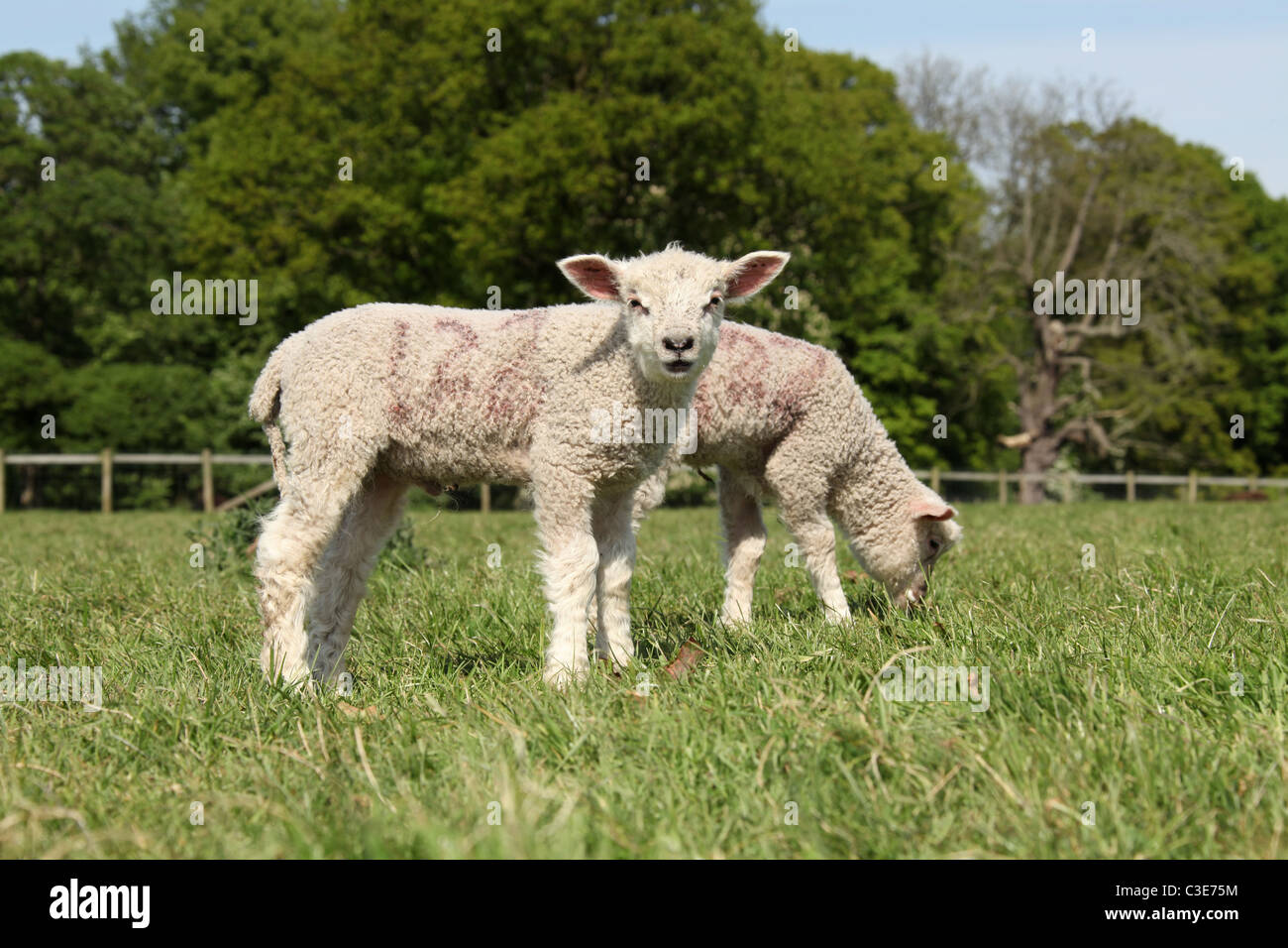 Estate of Tatton Park, England. Spring lambs Tatton Park’s Home Farm ...