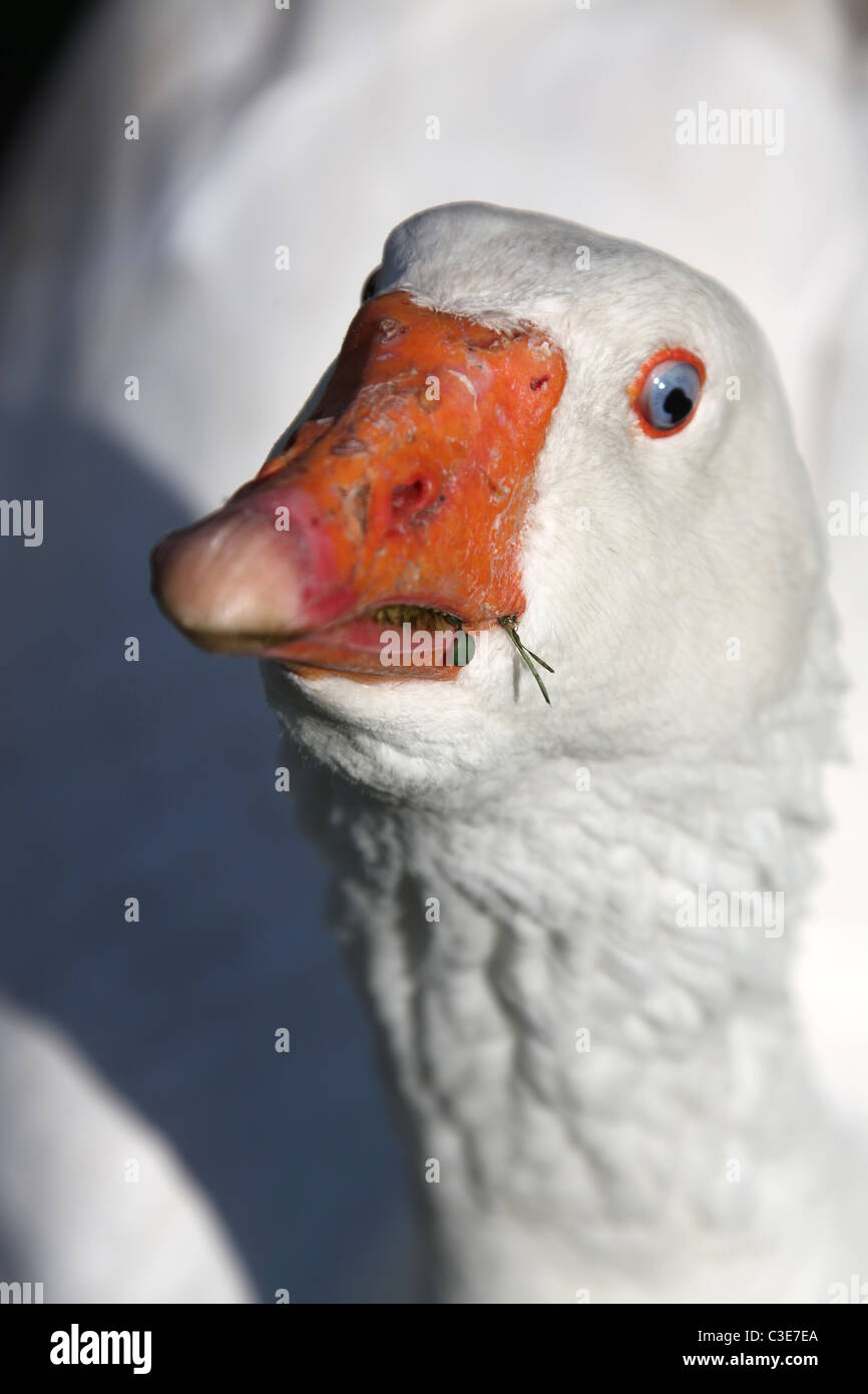 Angry goose hi-res stock photography and images - Alamy