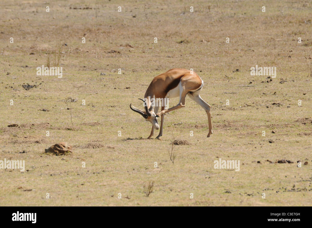 A herd of springbok, former national symbol of South Africa Stock Photo ...
