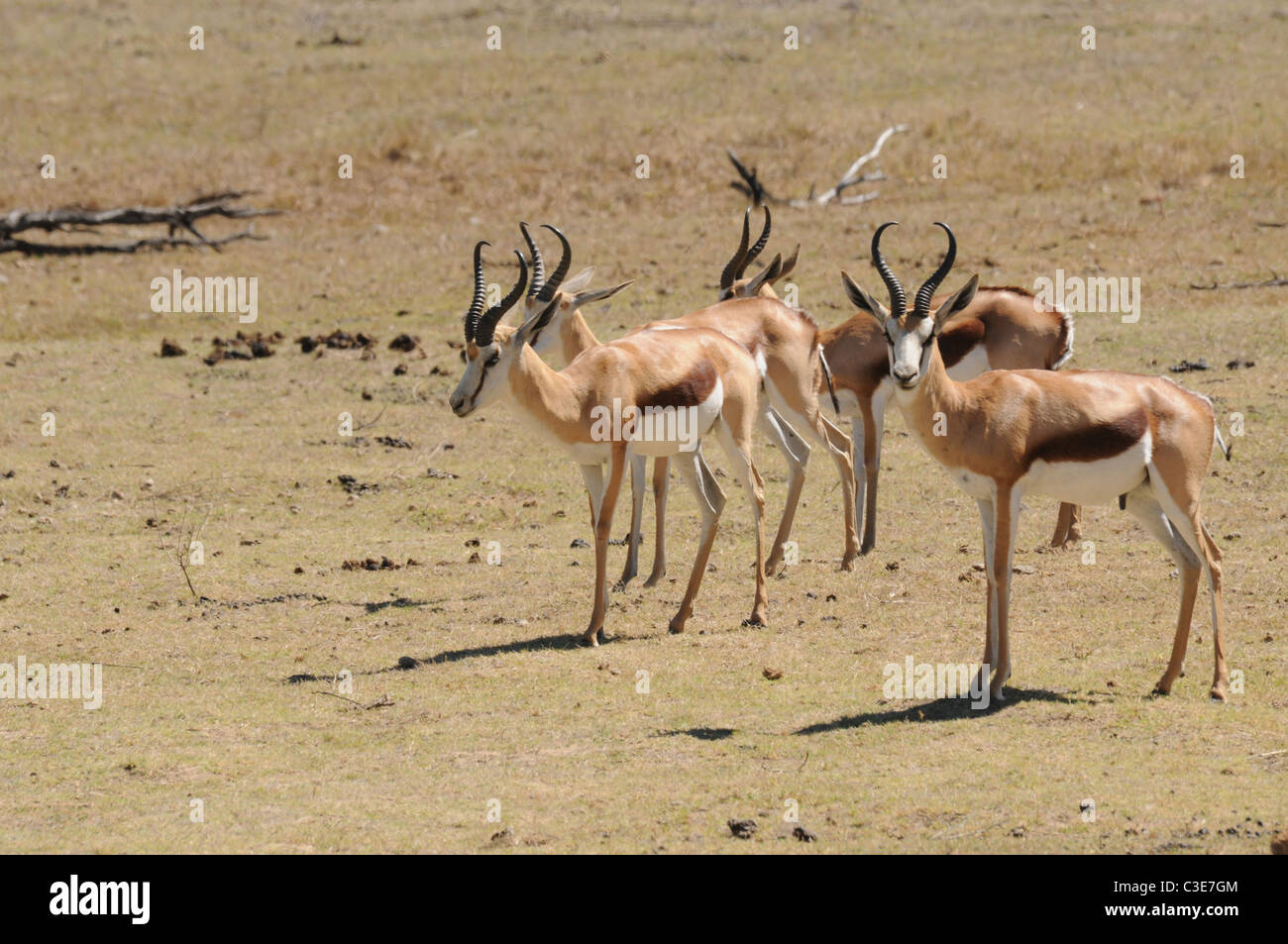 A herd of springbok, former national symbol of South Africa Stock Photo ...