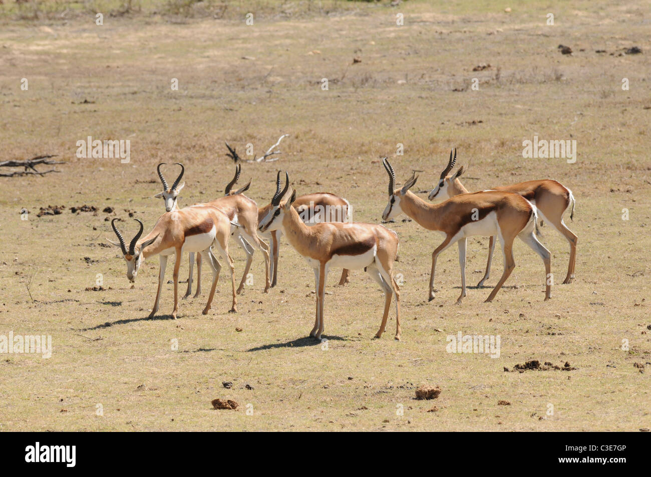 A herd of springbok, former national symbol of South Africa Stock Photo ...
