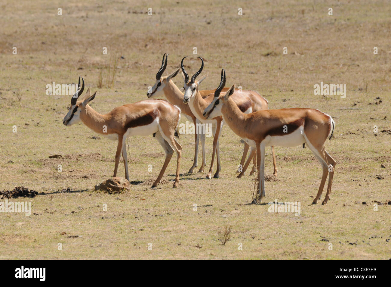 A herd of springbok, former national symbol of South Africa Stock Photo ...