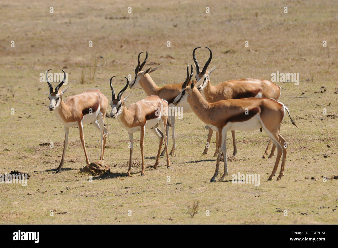 A herd of springbok, former national symbol of South Africa Stock Photo ...