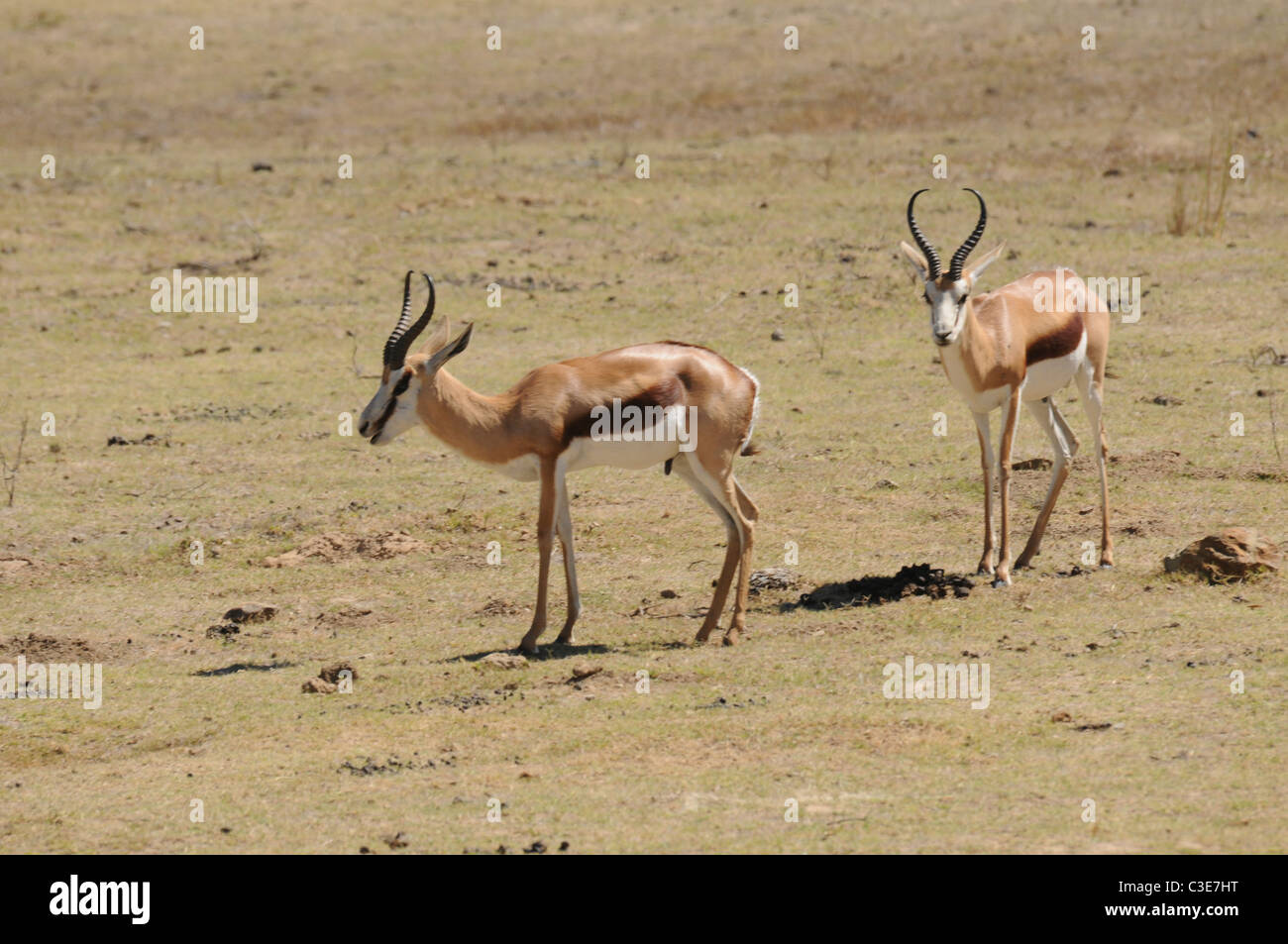 A herd of springbok, former national symbol of South Africa Stock Photo ...