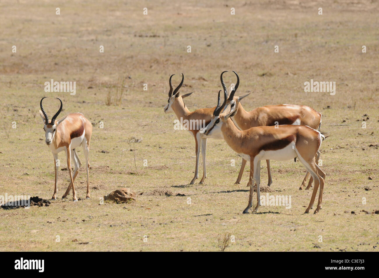 A herd of springbok, former national symbol of South Africa Stock Photo ...