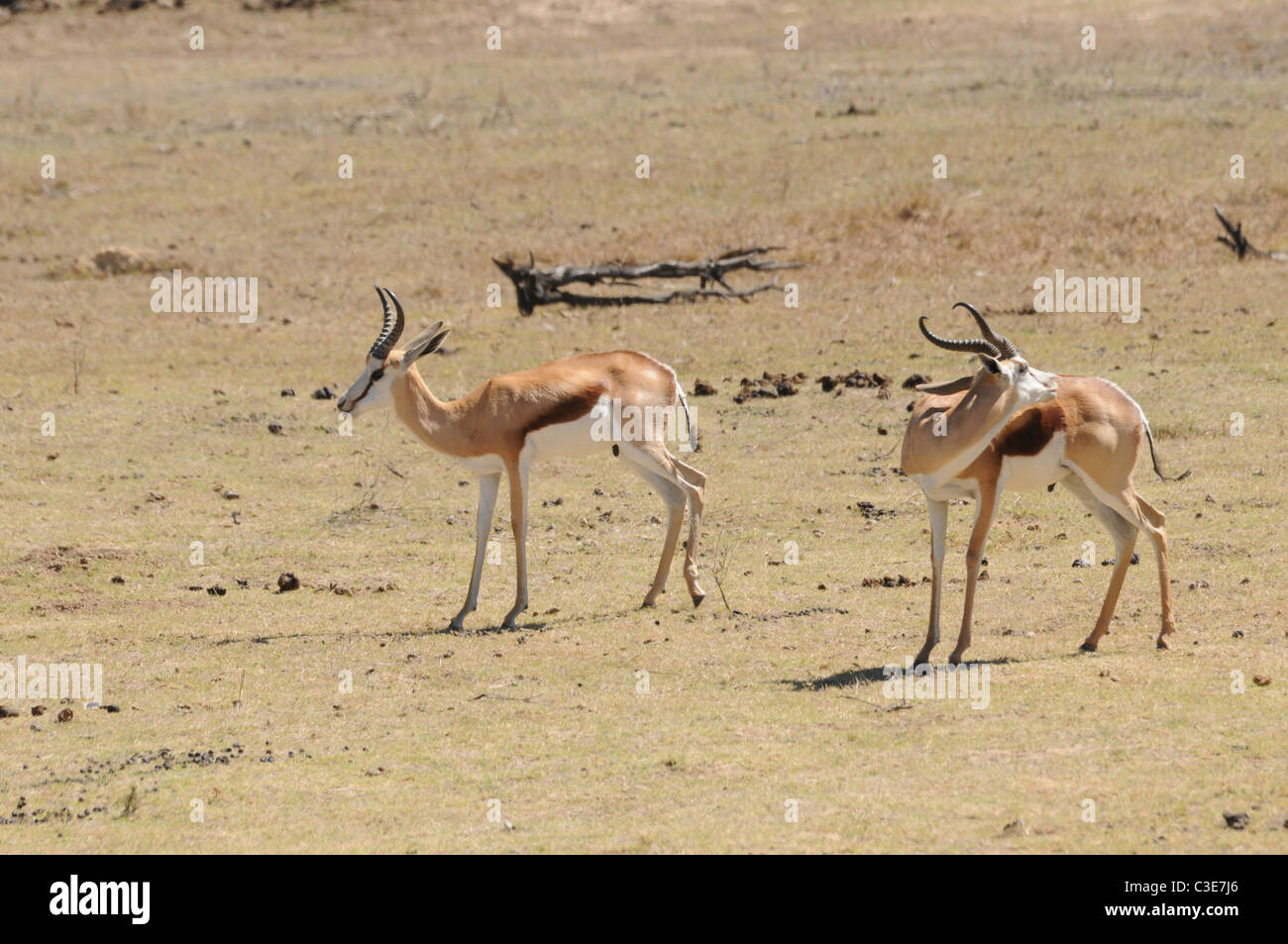 Former national symbol of sa hi-res stock photography and images - Alamy