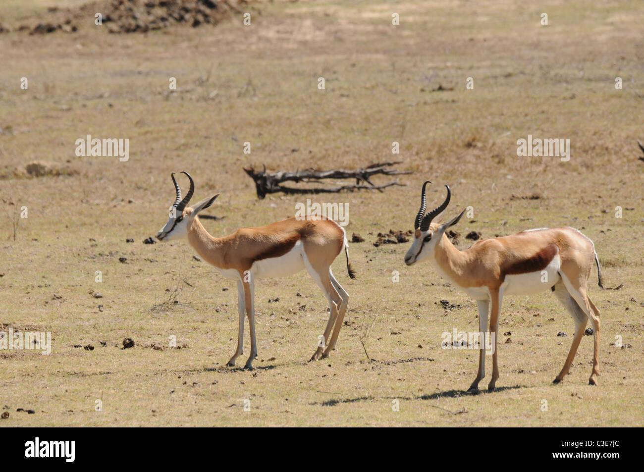 A herd of springbok, former national symbol of South Africa Stock Photo ...