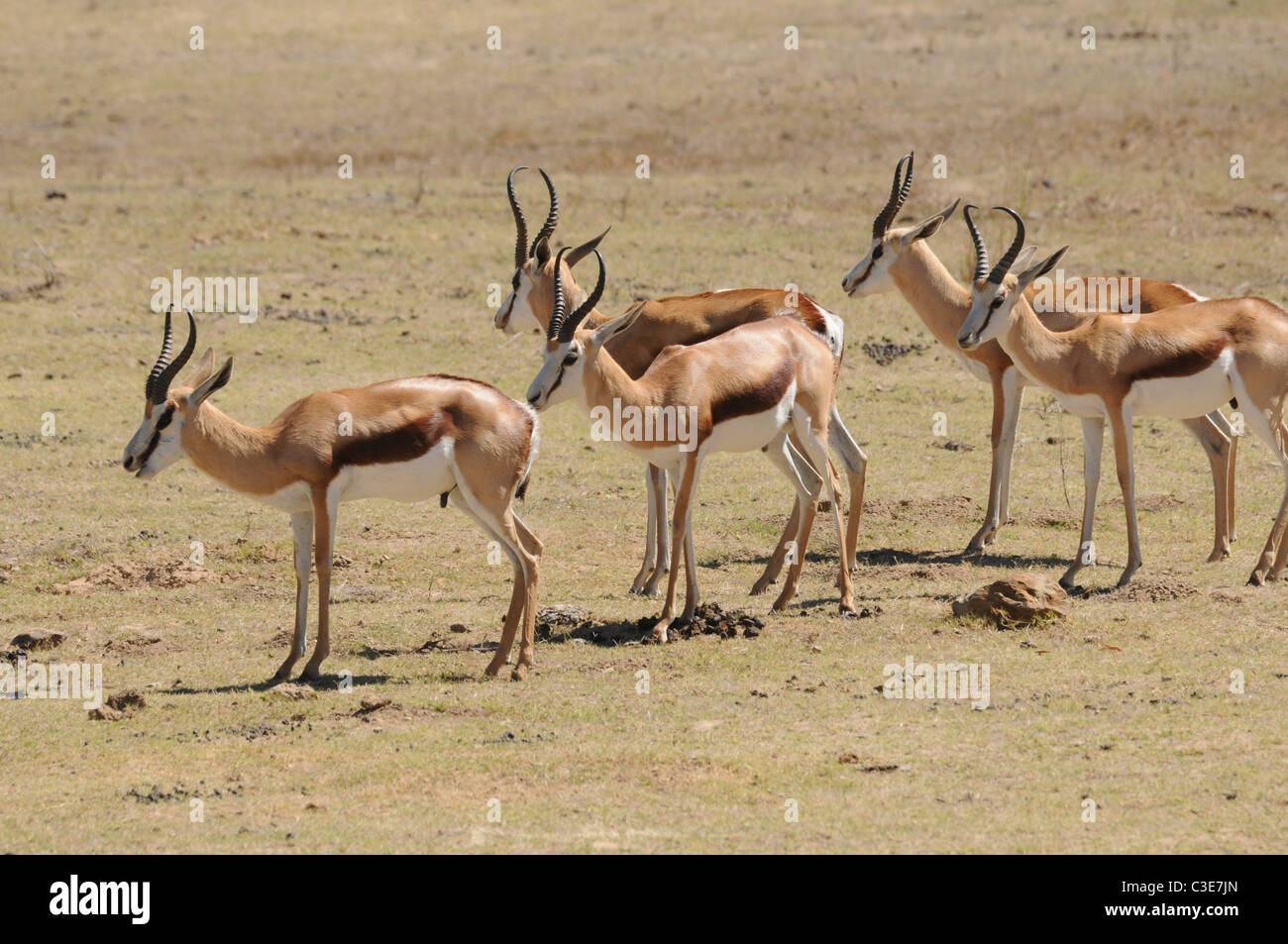 A herd of springbok, former national symbol of South Africa Stock Photo ...