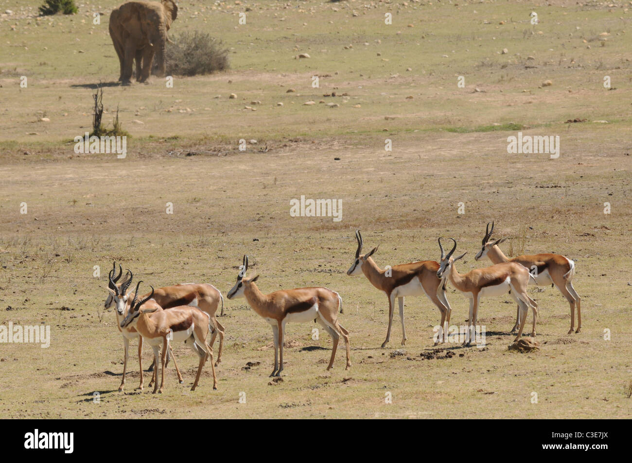 Springbok Desert High Resolution Stock Photography and Images - Alamy