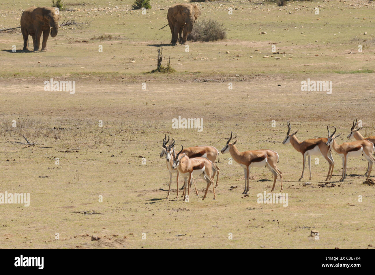 Springbok Desert High Resolution Stock Photography and Images - Alamy
