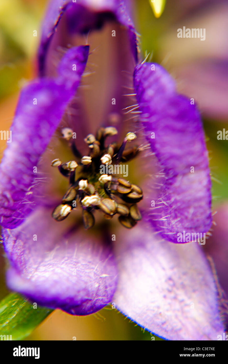 flower close up Stock Photo - Alamy