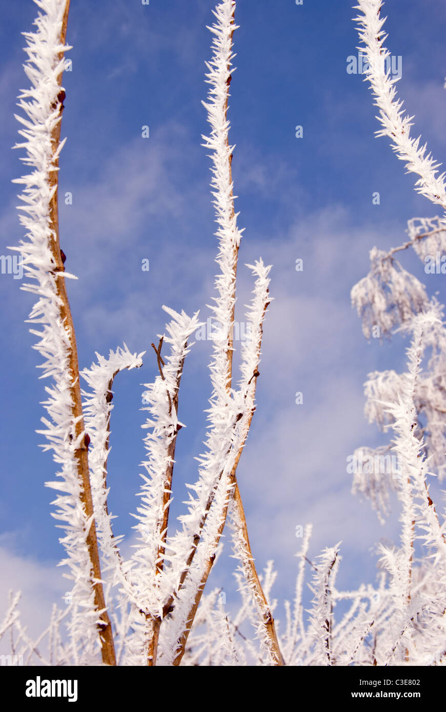 Hoar frost on flowers hi-res stock photography and images - Alamy