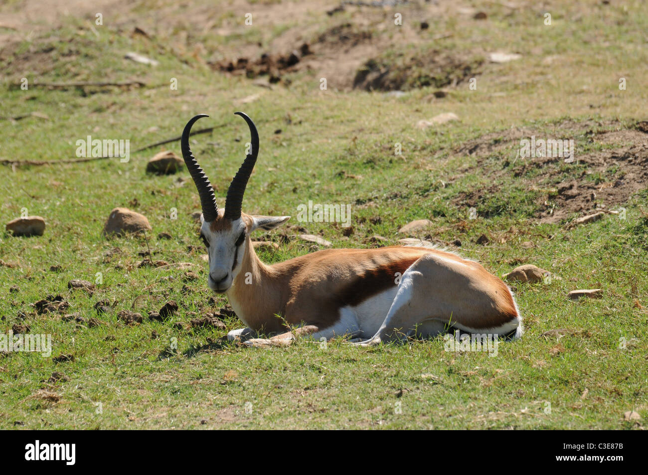 Springbok, former national symbol of South Africa, antelope, wildlife ...