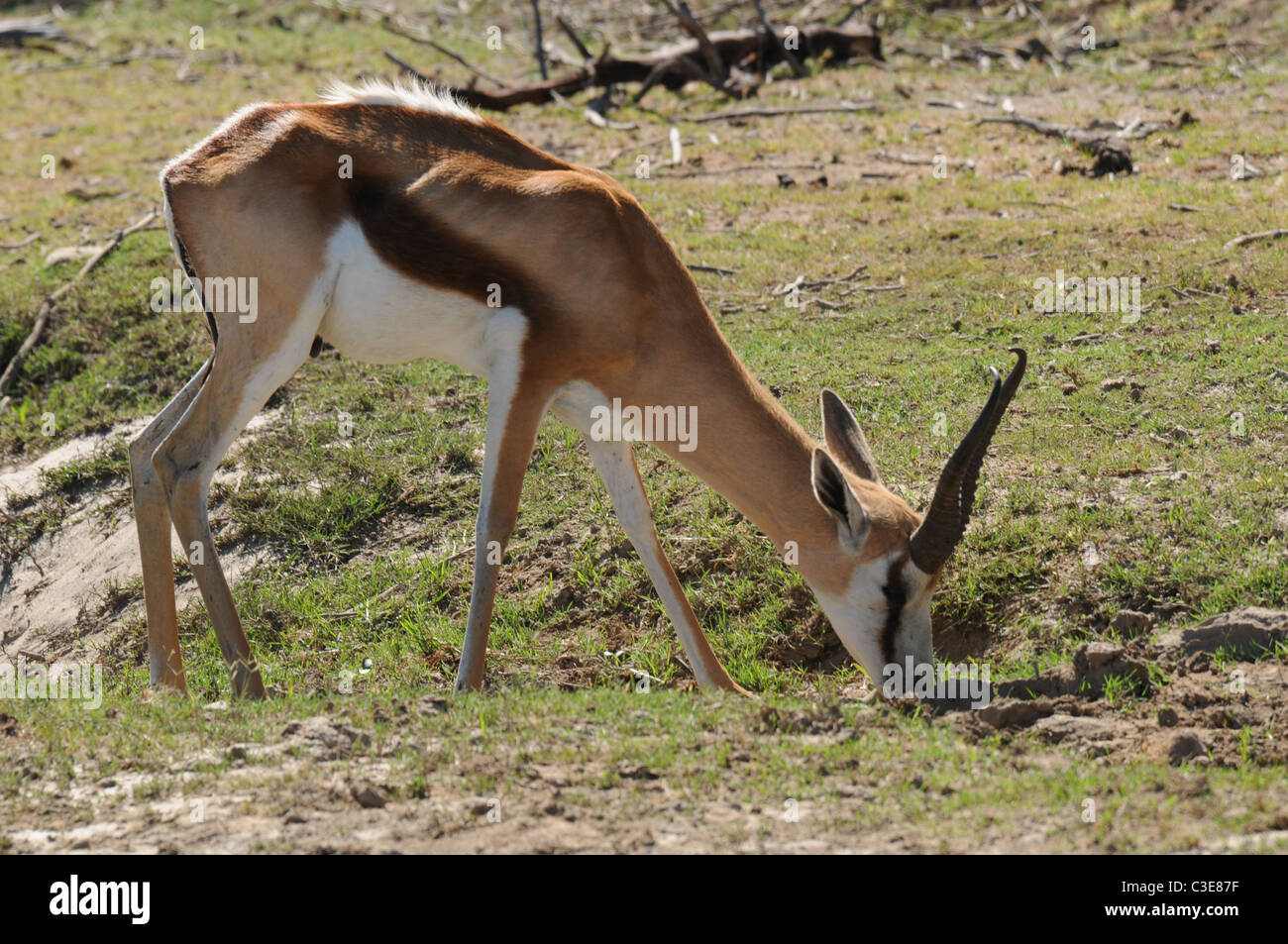 Springbok, former national symbol of South Africa, antelope, wildlife ...