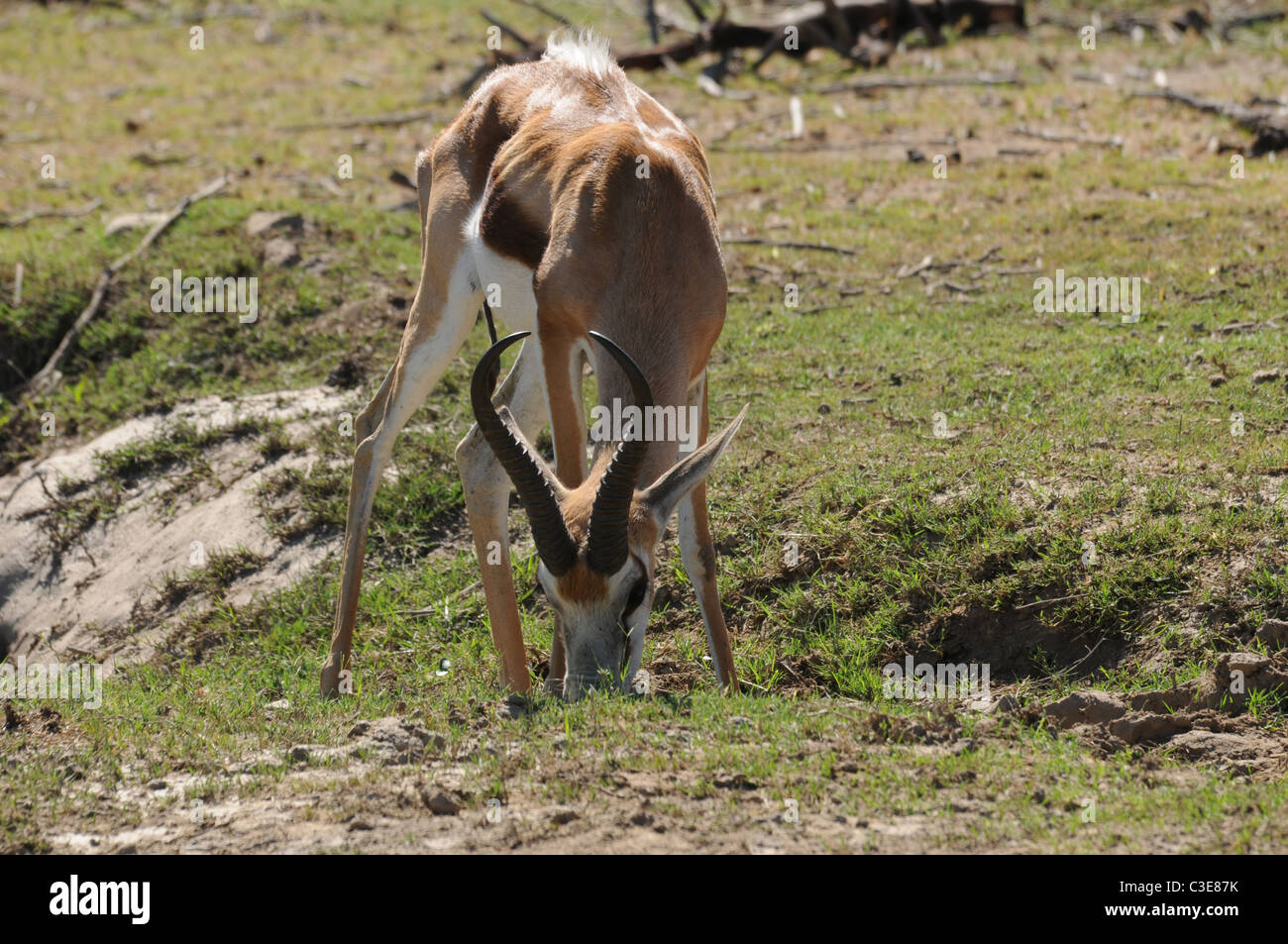 Springbok, former national symbol of South Africa, antelope, wildlife ...