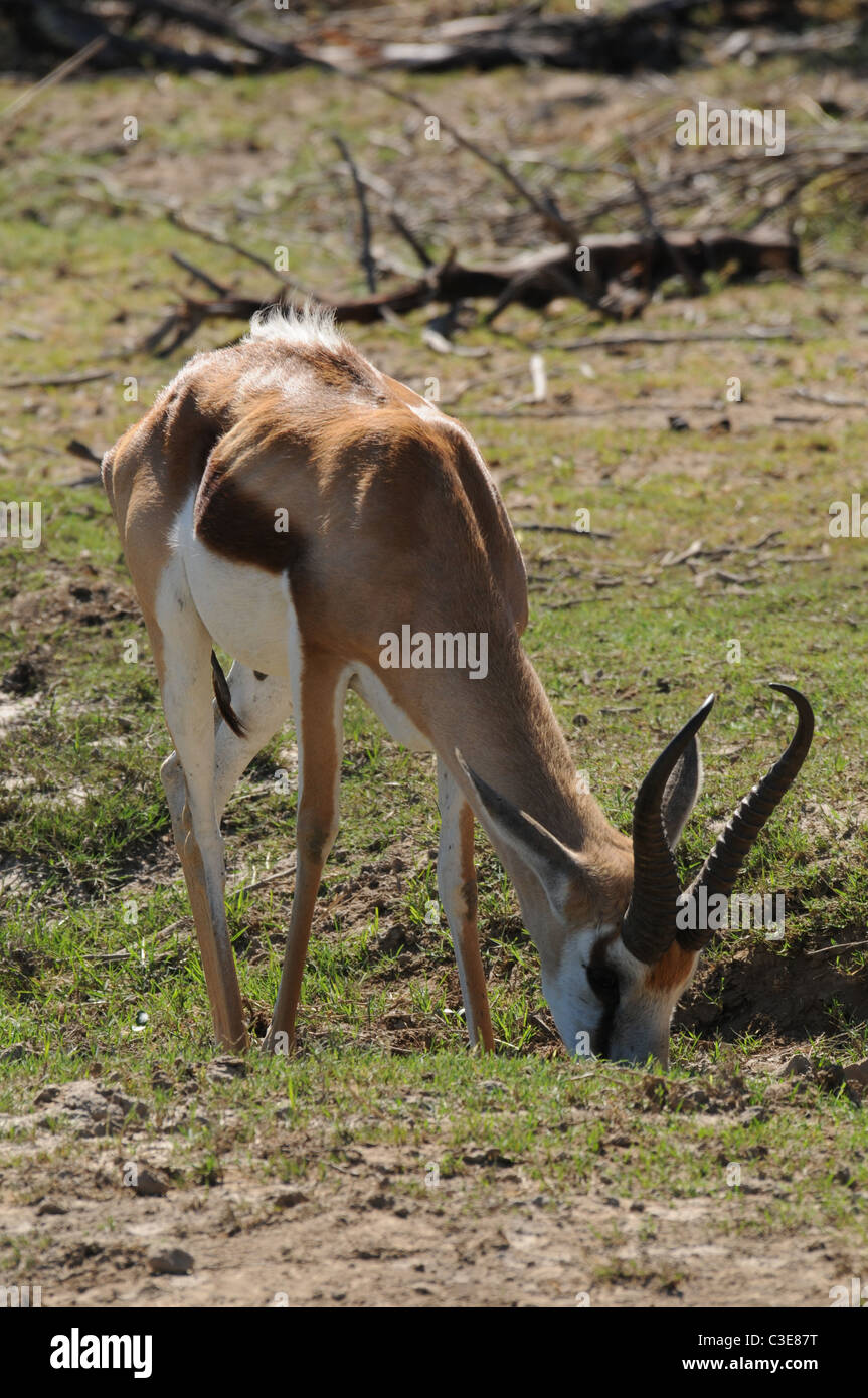 Springbok, former national symbol of South Africa, antelope, wildlife ...