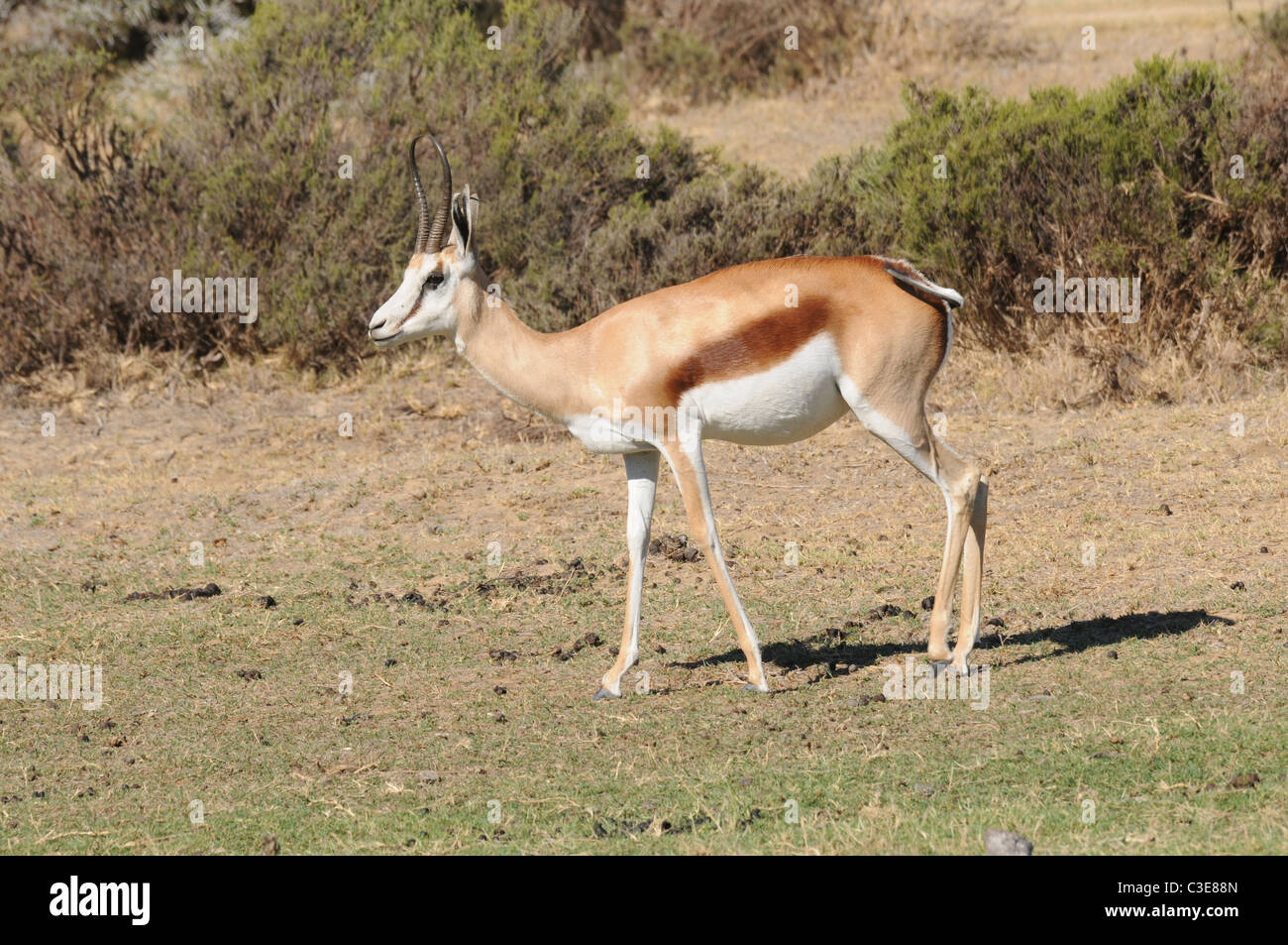 National symbol of south africa hi-res stock photography and images - Alamy