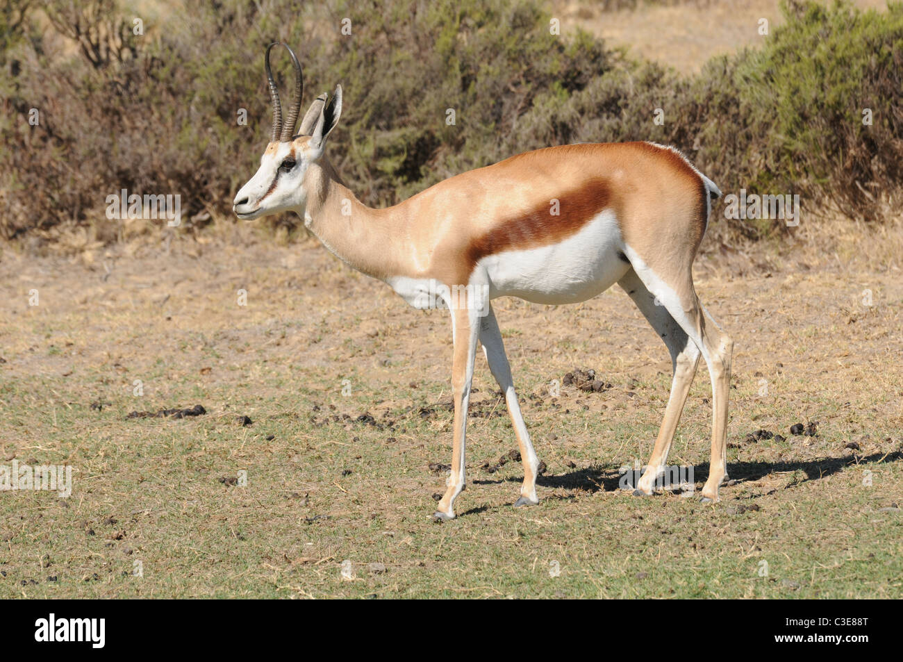 Springbok, former national symbol of South Africa, antelope, wildlife ...