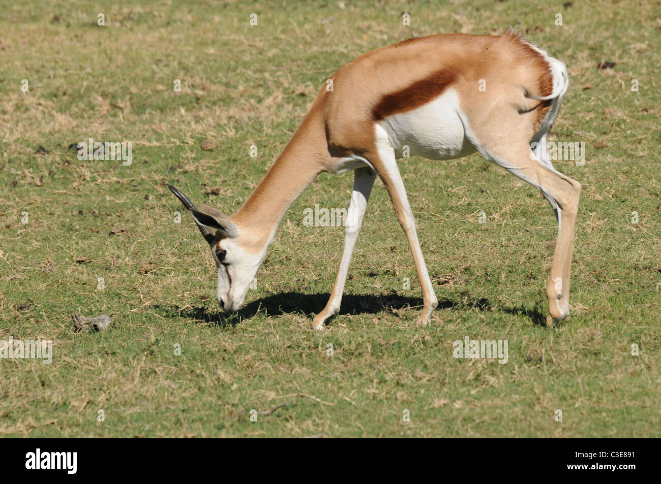 Springbok, former national symbol of South Africa, antelope, wildlife ...