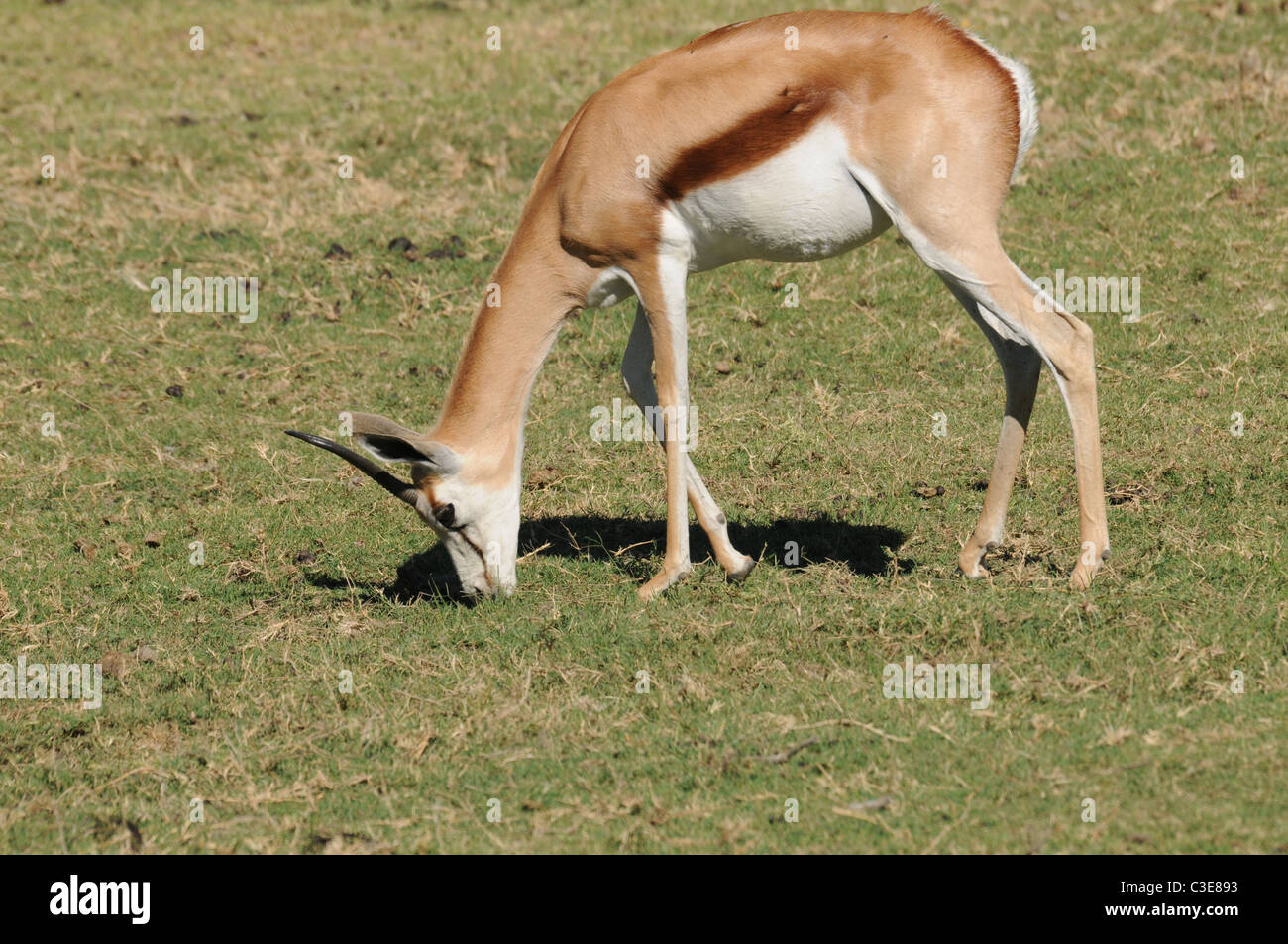 Springbok, former national symbol of South Africa, antelope, wildlife ...