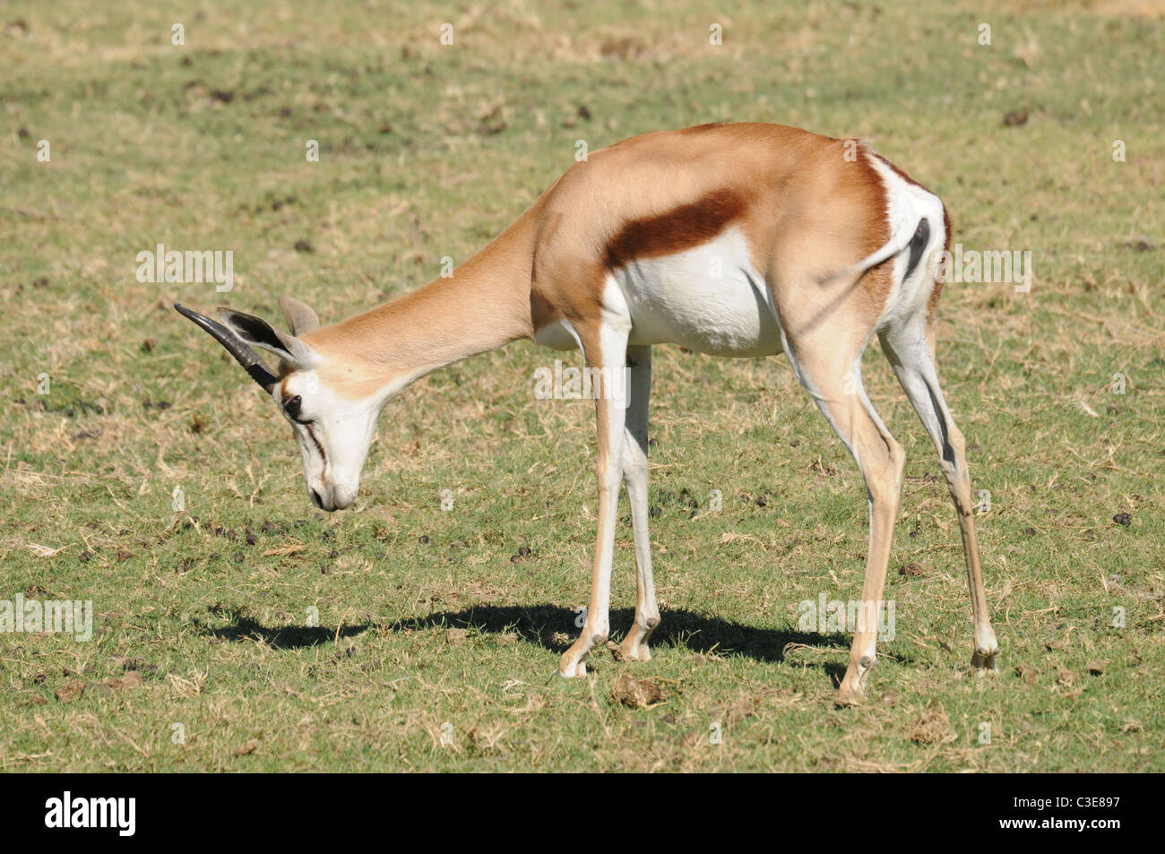 Springbok, former national symbol of South Africa, antelope, wildlife ...