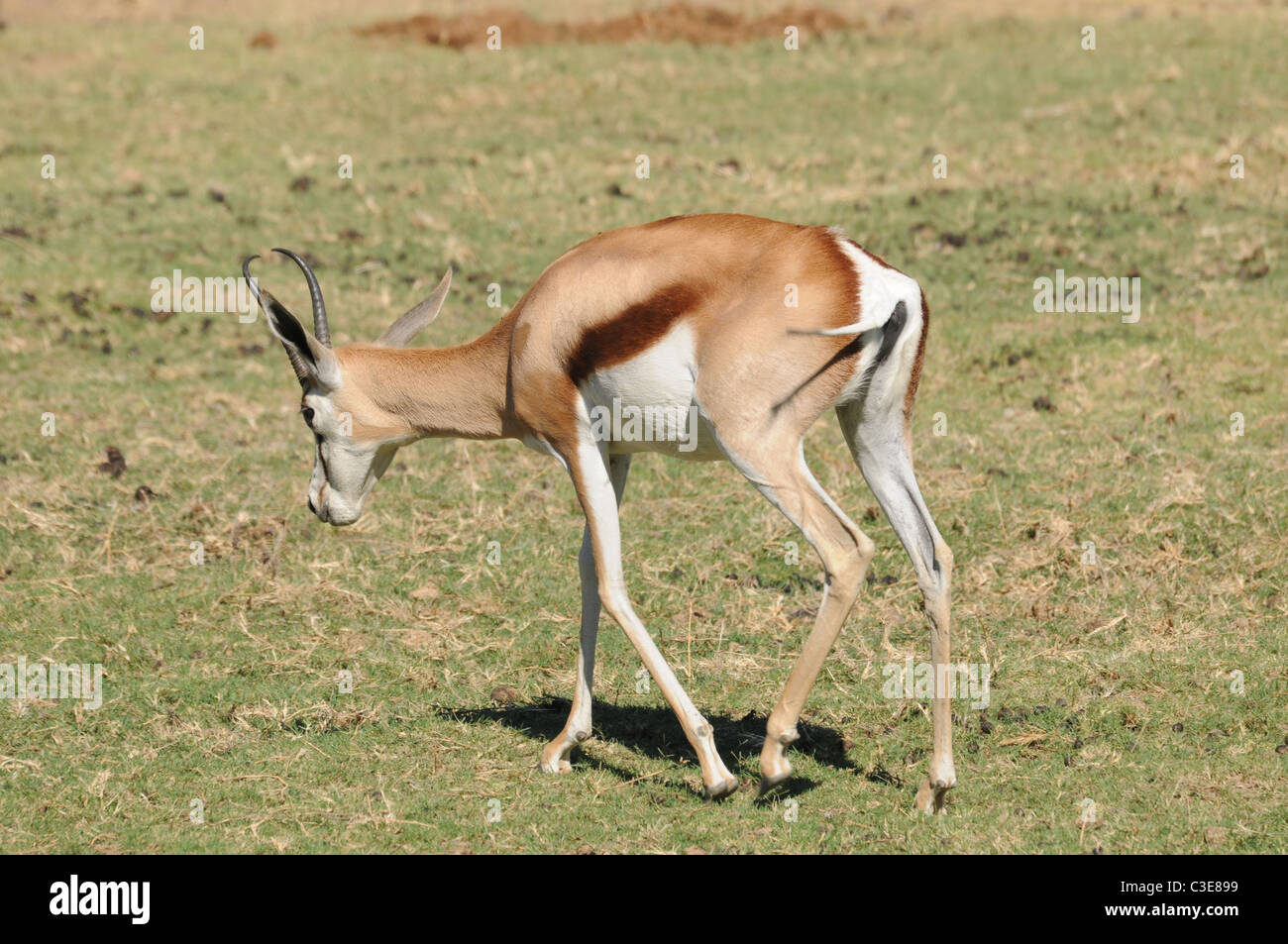 Springbok, former national symbol of South Africa, antelope, wildlife ...