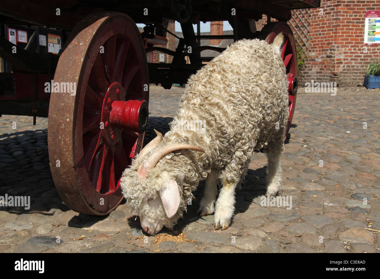 Estate of Tatton Park, England. An Angora goat at Tatton Park’s Home ...