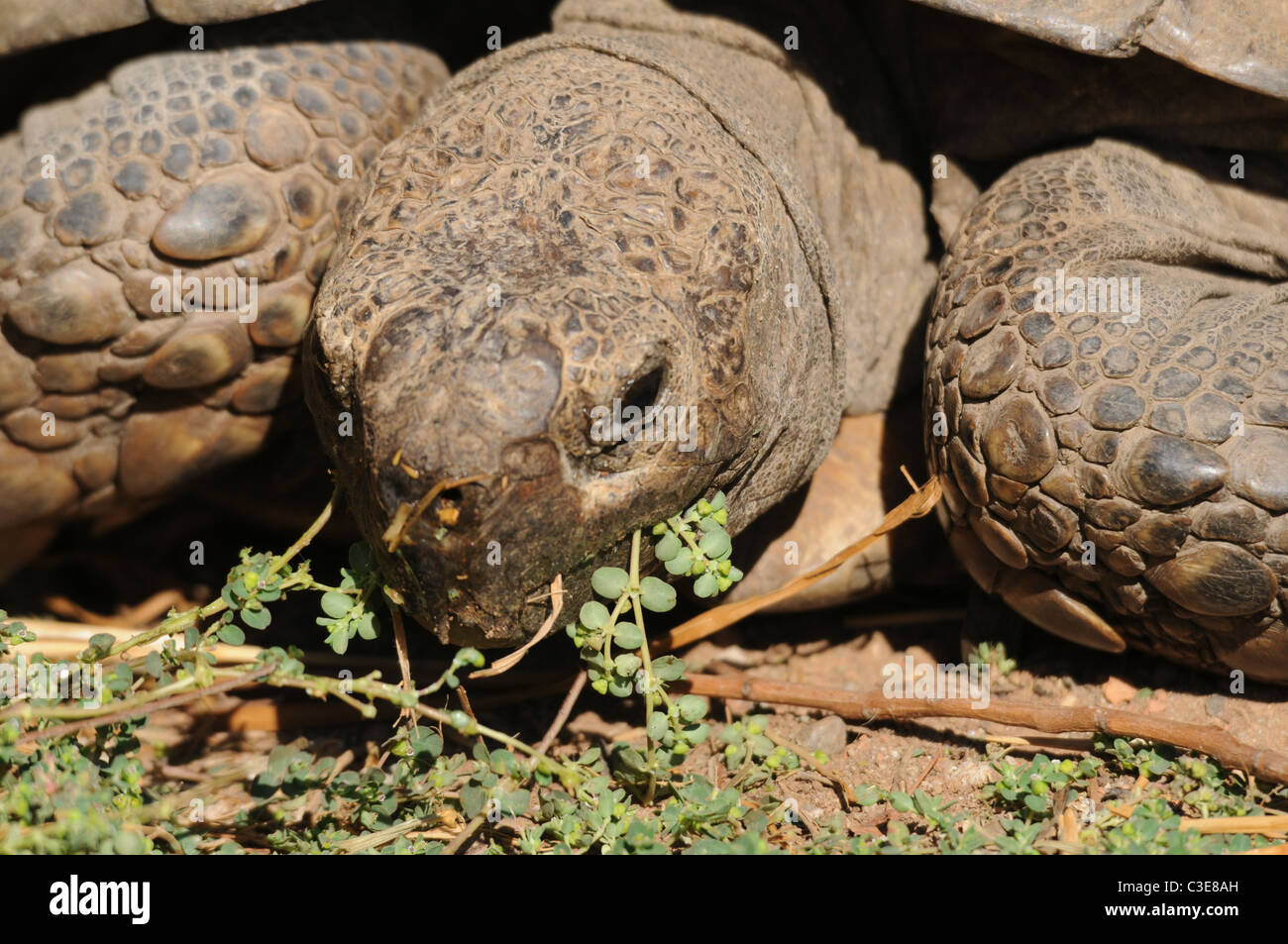 Close up pictures of Leopard Tortoise, reptile, wildlife, South Africa ...